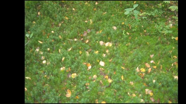 Дача ч5 2011-2012.mp4