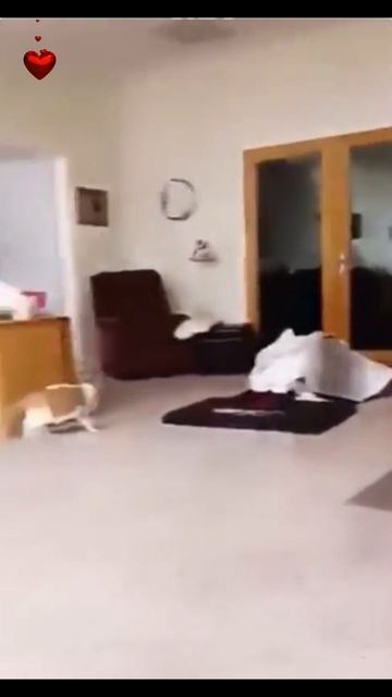 Кошка и пакет.😻Веселые котики. Коты хулиганы! Невероятные трюки! #кот #хулиган #трюк #смех #short