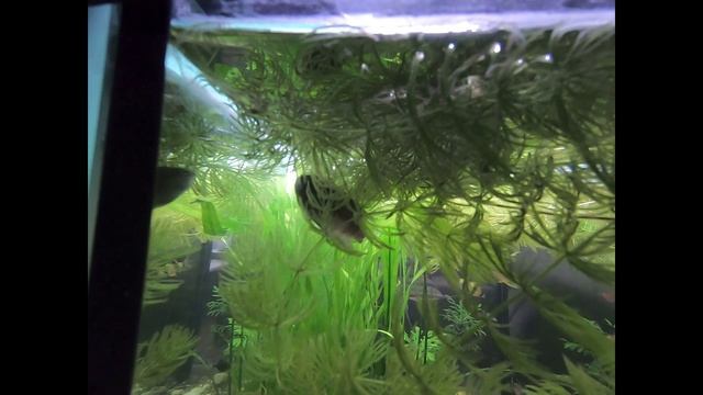 аквариум. самец макропода на гнезде