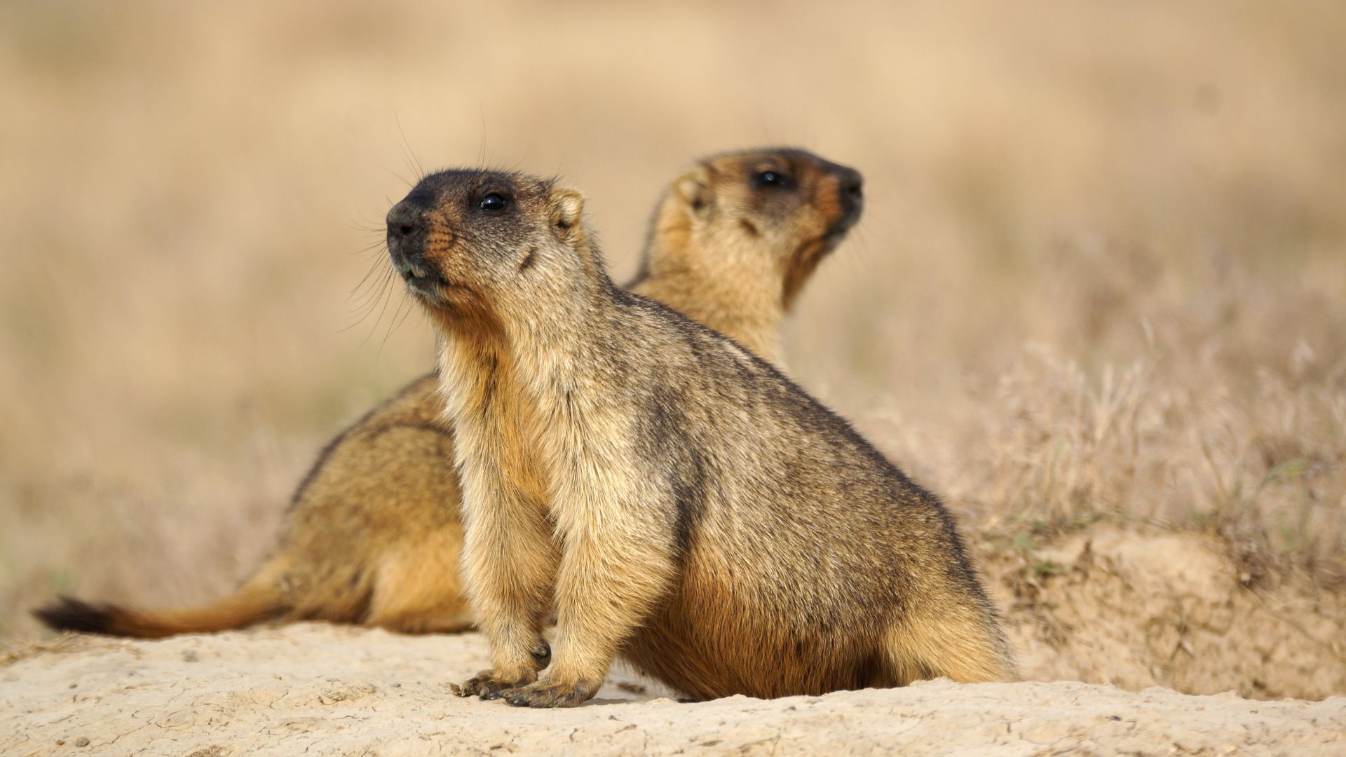Сурок - байбак - гаишник.