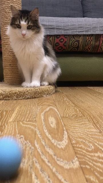 Любимая игра Маси 🎾