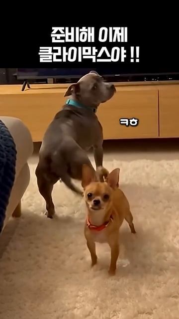 ❤️2100만뷰❤️귀여운것들^^ TV를 껐는데도 궁디가 멈추질 않네요 ㅋㅋ #강아지 #댕댕이 #애견영상