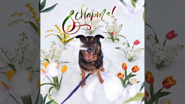 "С Днём Весны и Красоты!" ❥ Приют в Малинках #приютдляживотных