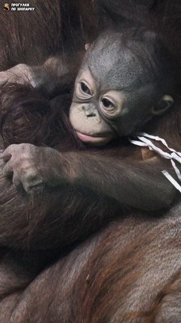 Малышка орангутанов Бушель отдыхает на руках у мамы. Новосибирский зоопарк