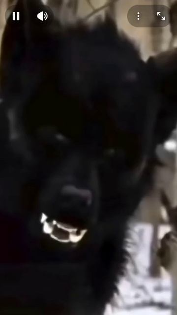 Оборотень или догмен