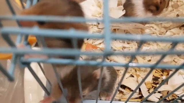 Хомячата трёхцветные в колесе