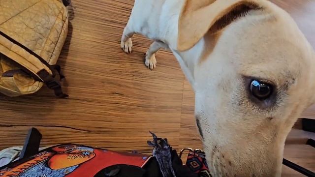 Irina hindi life/В праздник Холи. Завтрак с Мариной и Сашей. Гадаем на Таро.