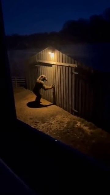 Настоящая жуть. Оборотень ходит у сарая.