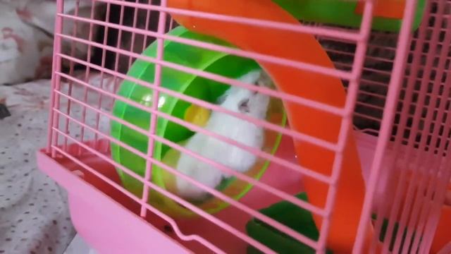 Белый Джунгарик крутит красивое колесо