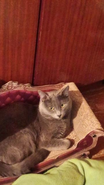 Кот Атос внимательно наблюдает со своего трона! #shorts #котатос #животные #коты #атос