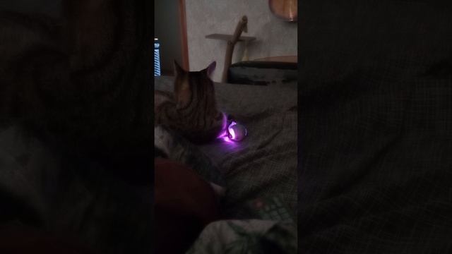 Вася с новой игрушкой