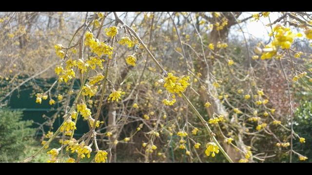 "Весеннее Танго". Поздравительное. Цветочное.