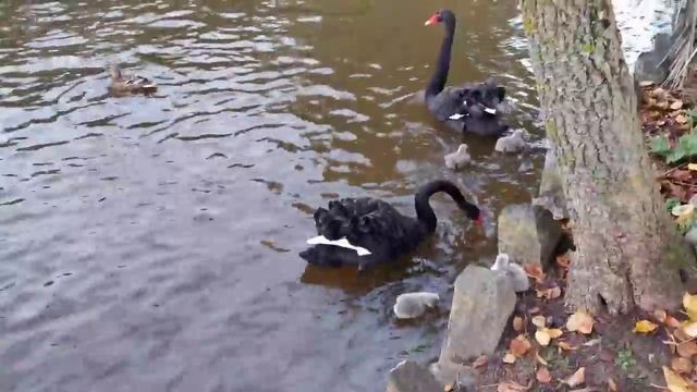 Лебеди в нашем парке