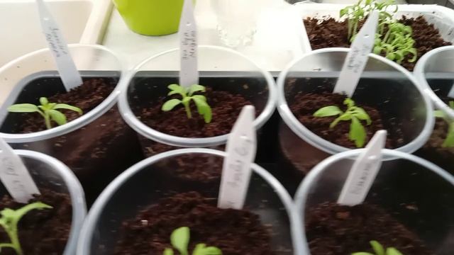 Приготовила грунт из почвобрикета и пикировала томаты