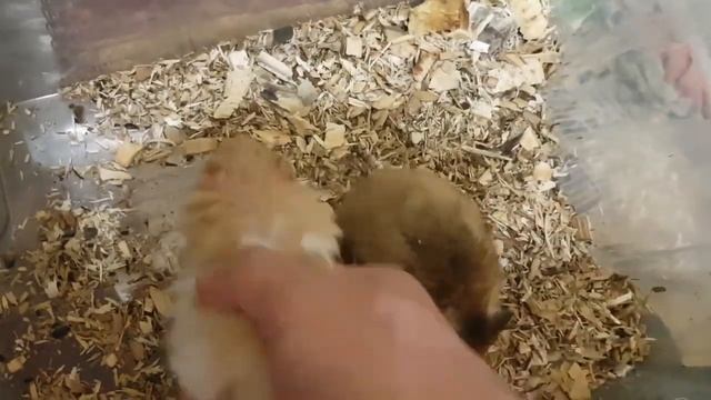 Кузе тут ничего уже не светит, Рыжка сейчас беременна