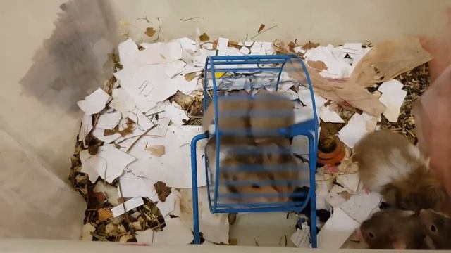 Цветные хомки подрасли и Борятся за колесо