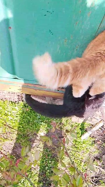 я спугнул котов водой