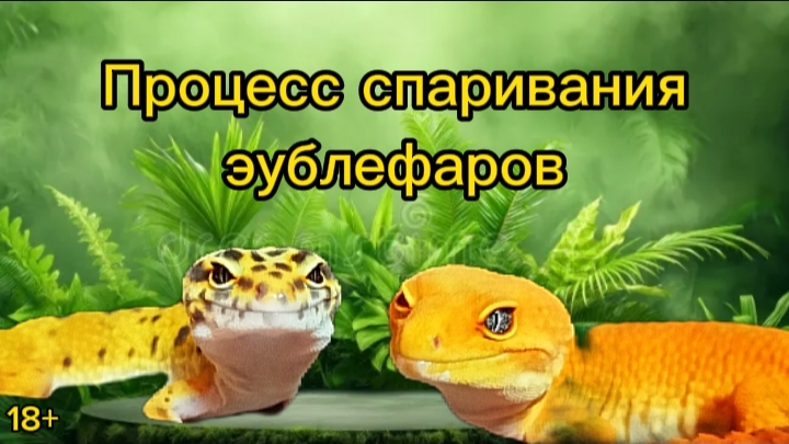 Процесс спаривания эублефаров