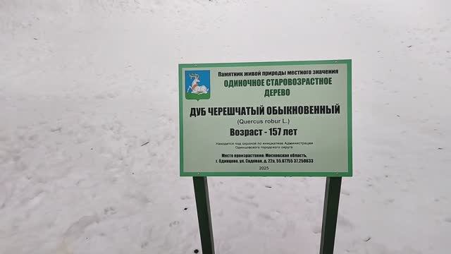 Дуб черешчатый обыкновенный возраст 157 лет
