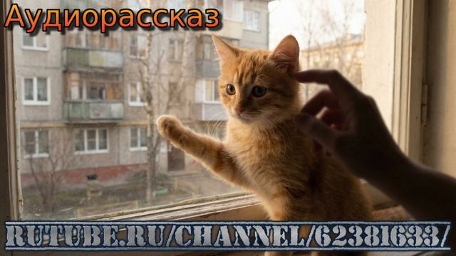 Истории из жизни. Соседка не смогла отпустить кота. Аудио рассказы
