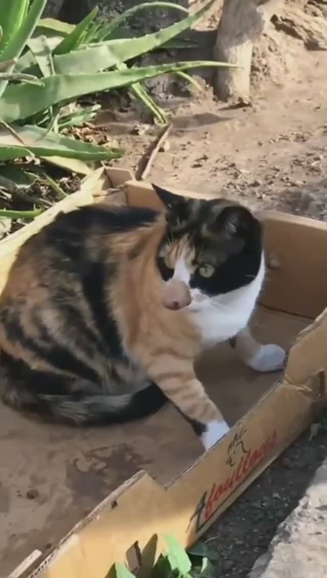 ужаленные котики