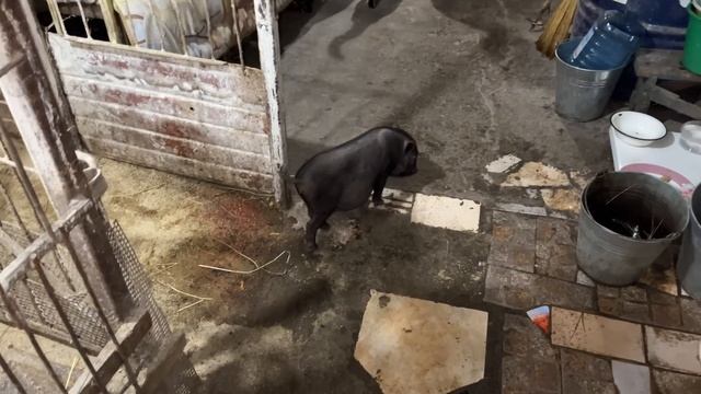 Саня Новиков/Большое переселение. Процедуры крольчатам.