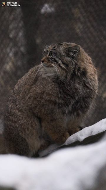 Манул (котенок Евы) сидит на дереве и с подозрением смотрит на гостей. Новосибирский зоопарк
