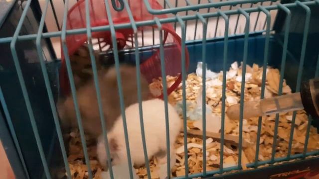 Осталось 3 Джунгарика одного съели! выкидывают друг друга из колеса