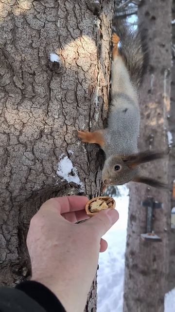 Белка прибежала за грецким орехом