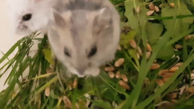 3 оставшиеся Джунгарика на прогулке в поддоне 1