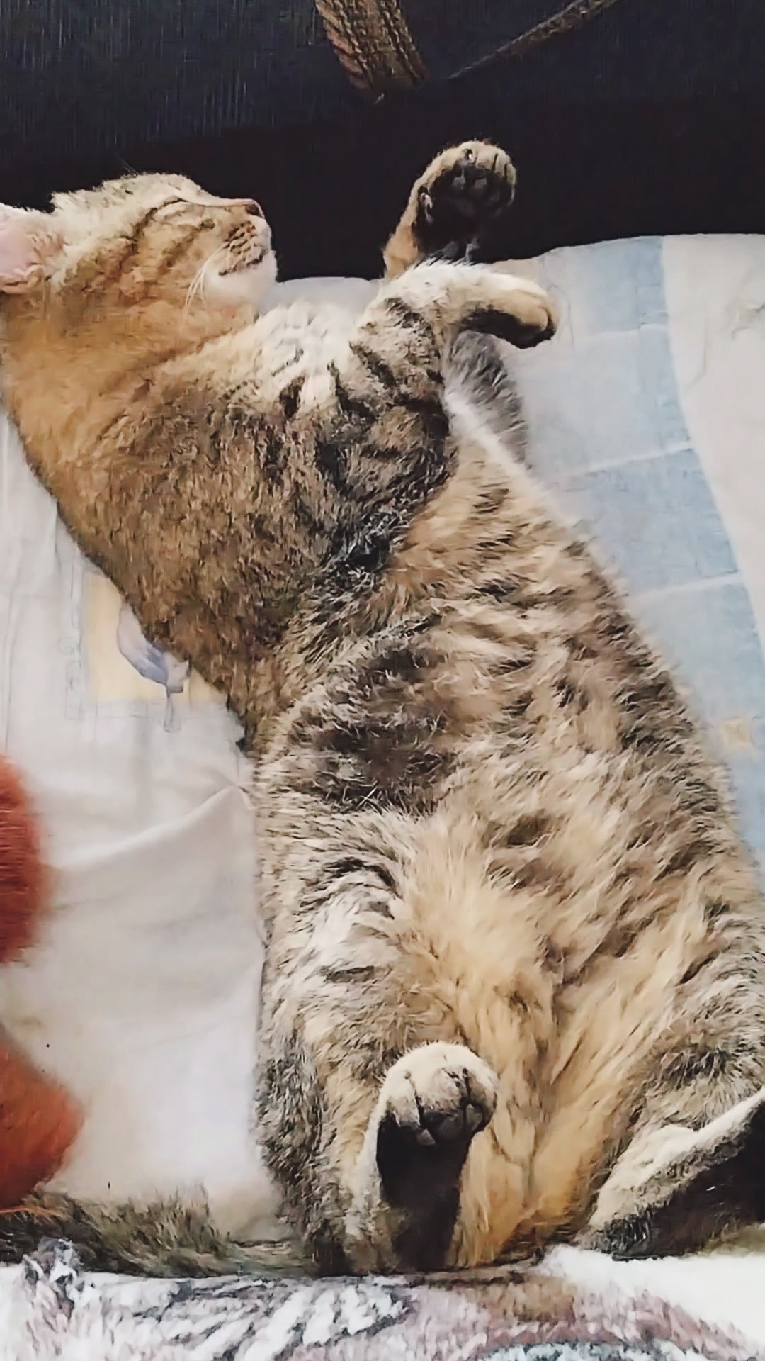 Если бы, не Акции! 🤣😻 Юмор с животными. 08-03-2026