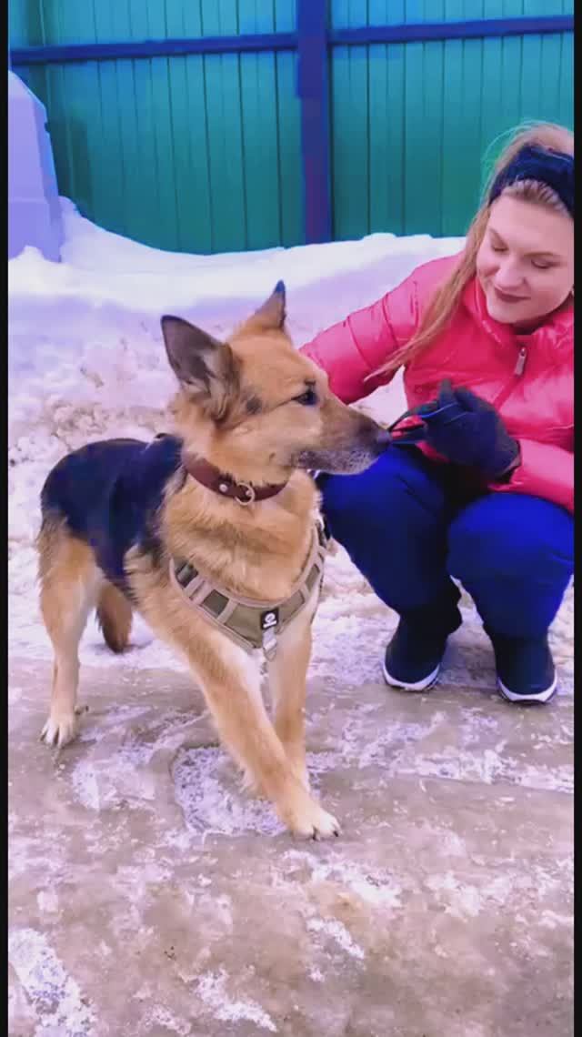 "Сенсация: Бусенька-героиня" ❥ Приют в Малинках #приютдляживотных