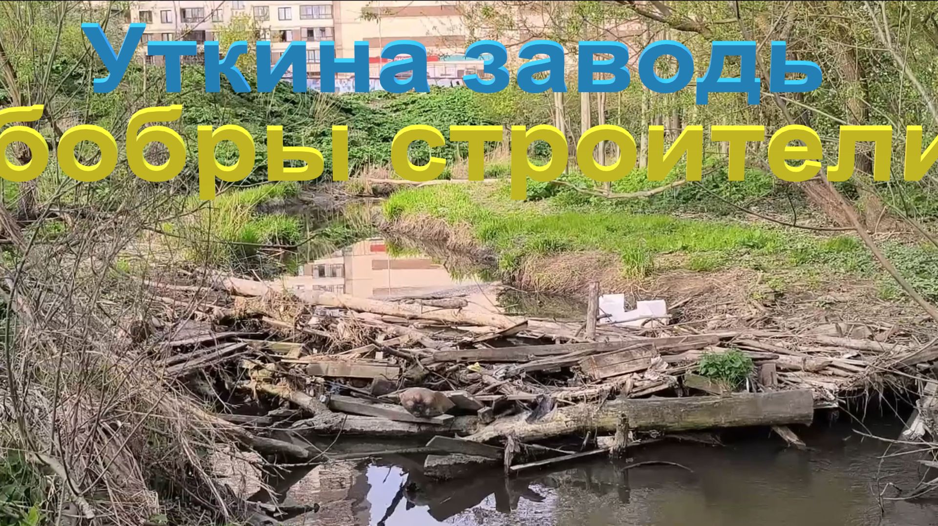 Бобры соорудили себе плотину ( Уткина заводь )