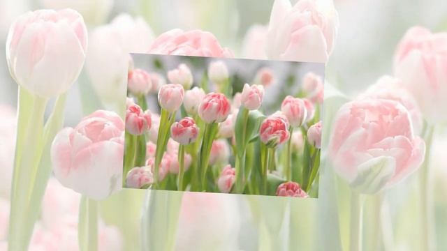 Тюльпаны (вальс цветов П.И. Чайковский )