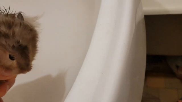 Серый кусака