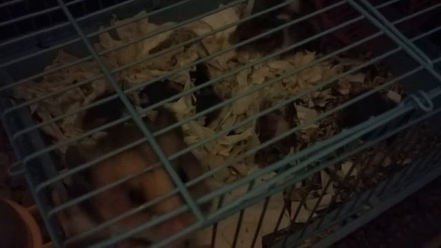 Чернушка родила, Кузя крутит колесо