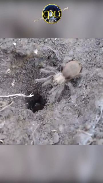 Паук птицеед и его подружка - лягушка (@infackts)