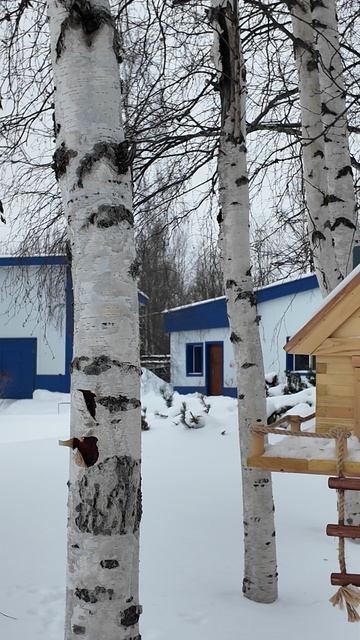 Домик-кормушка для белки!