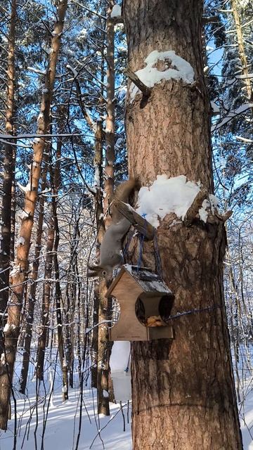 Белка пришла за орехами после сильного снегопада