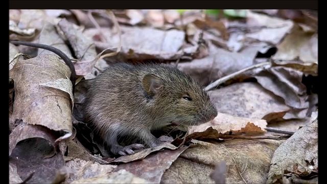 Грызуны. Про мышей