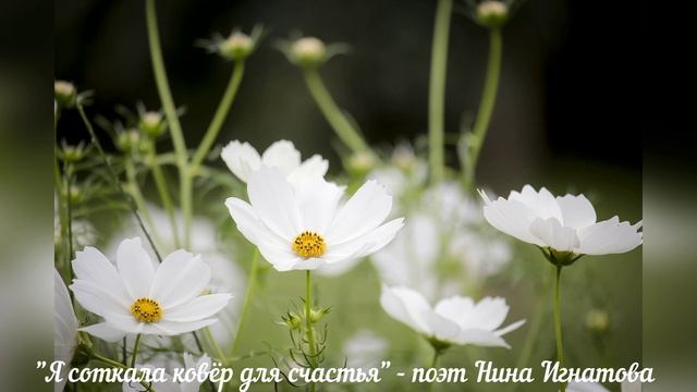 "Я соткала ковёр для счастья" - поэт Нина Игнатова