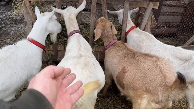 Саня Новиков/Буся на прогулке 🐾 Опять им начали давать 🥛🐽