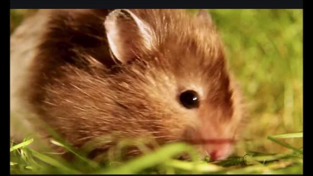 Грызуны. Про хомяков