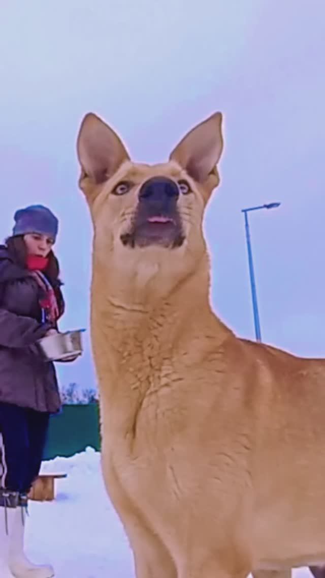 "Дай выберу!!!" ❥ Приют в Малинках #приютдляживотных