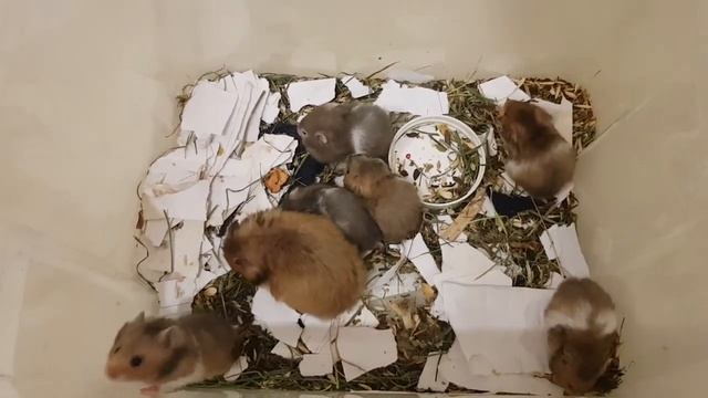 Цветной хомячок удирает с морковью!