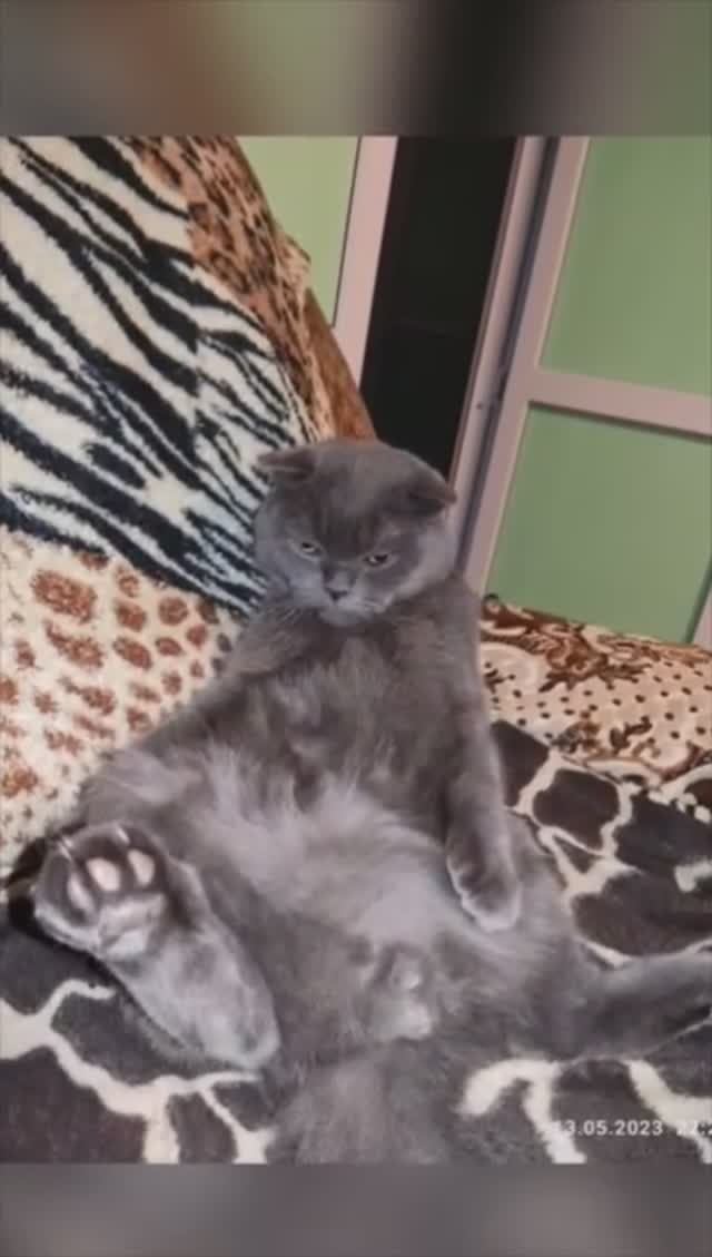 Самый любимый кот. Навсегда.