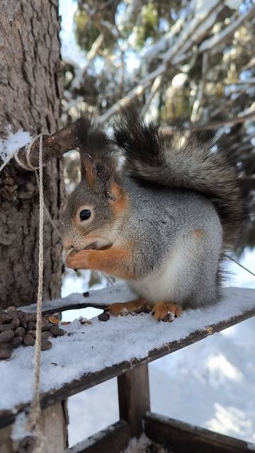 Голуби пугают белку