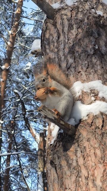 Белка ест орех из скорлупки