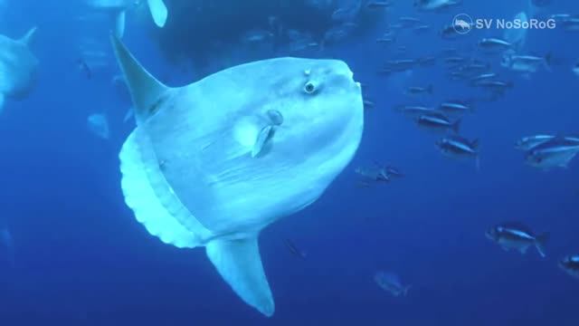 Чем может быть опасно для человека мясо Рыбы-луна (Ocean sunfish) — Mola mola (Linnaeus, 1758) ?