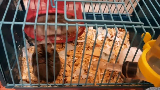 4 Джунгарика в переноске крутят колесо, скоро одного съедят
